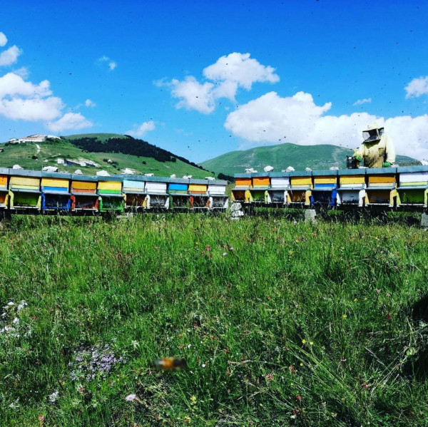 Progetto LE API IN UMBRIA | PlanBee